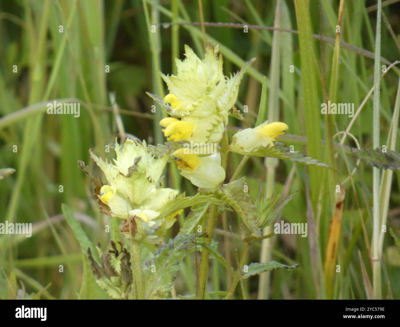 Greater Yellow-rattle (Rhinanthus serotinus) Plantae Stock Photo - Alamy