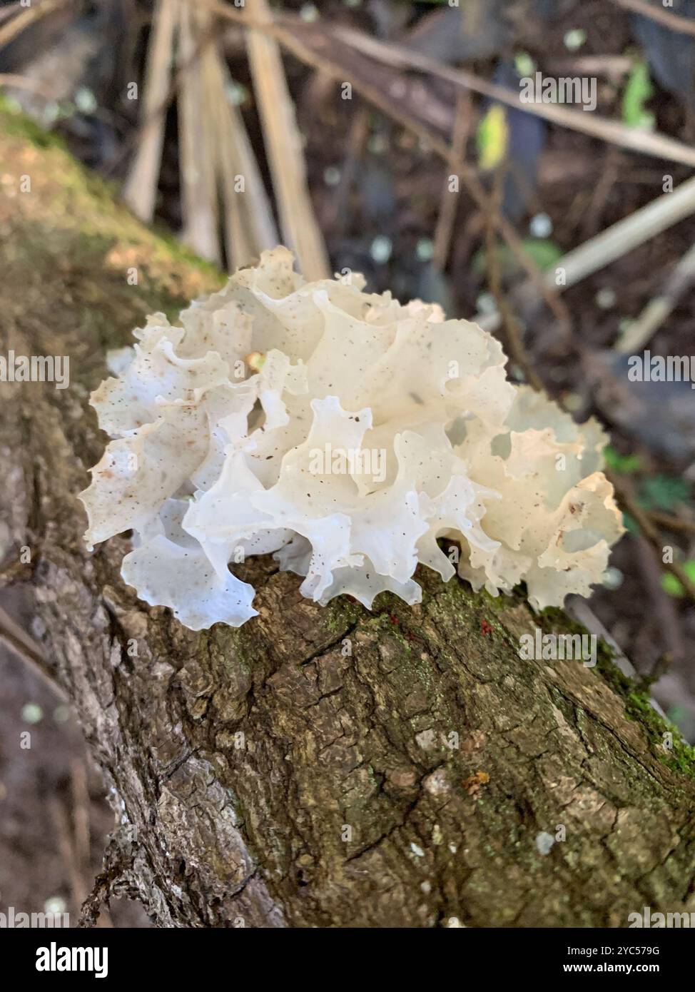 snow fungus (Tremella fuciformis) Fungi Stock Photo - Alamy