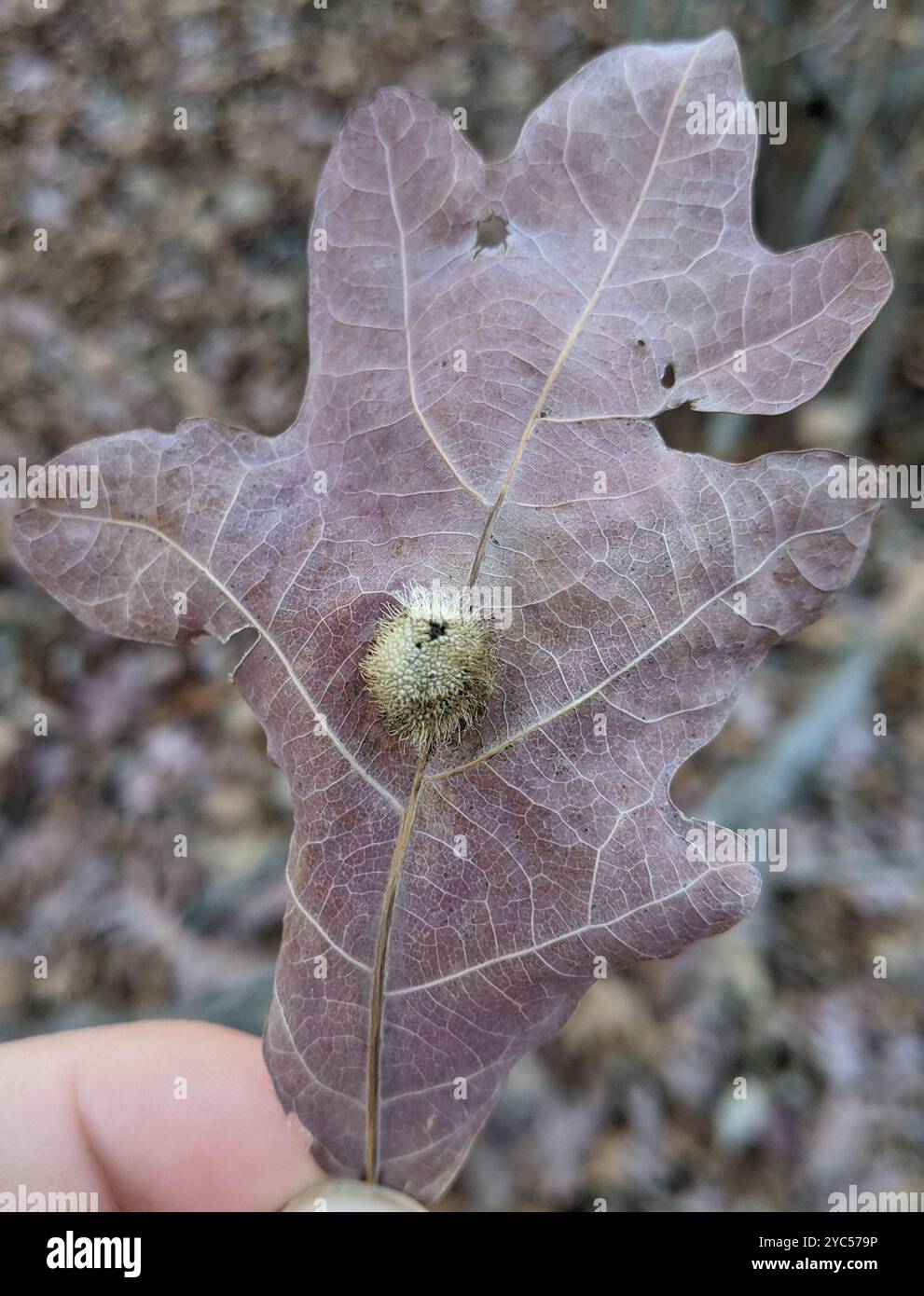 Hedgehog Gall Wasp (Acraspis erinacei) Insecta Stock Photo - Alamy