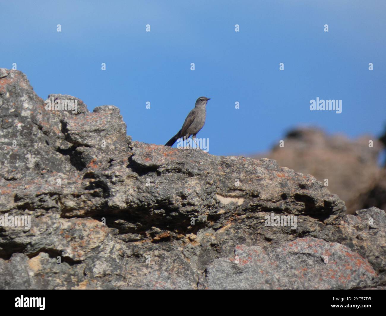 Karoo scrub robin hi-res stock photography and images - Alamy