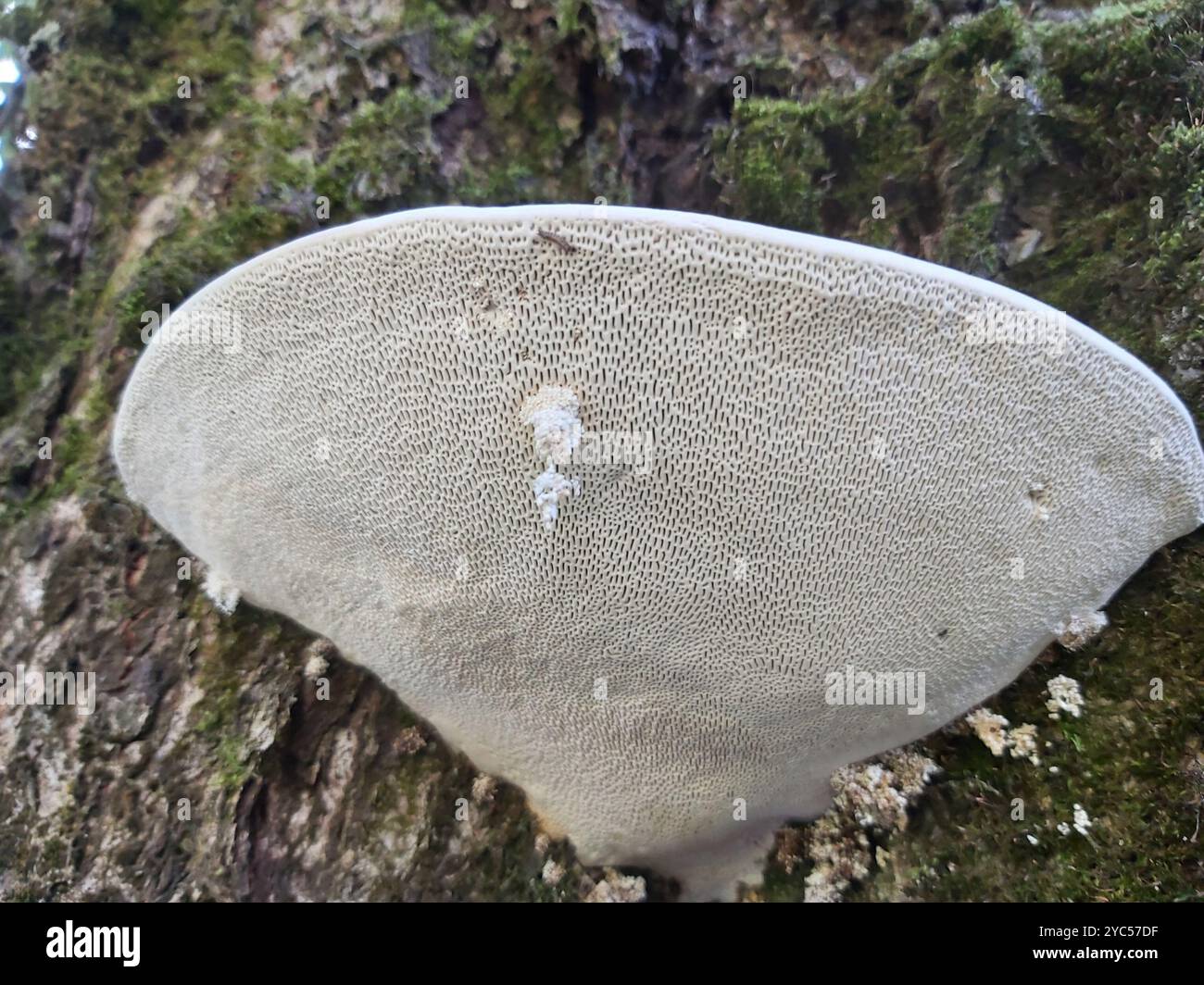 Lumpy Bracket (Trametes gibbosa) Fungi Stock Photo - Alamy