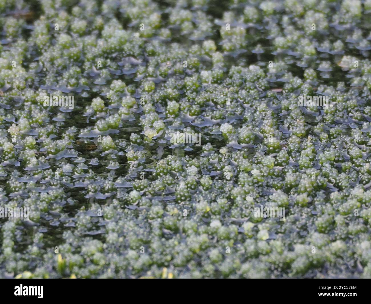 Green Feather Alga (Caulerpa sertularioides) Plantae Stock Photo - Alamy