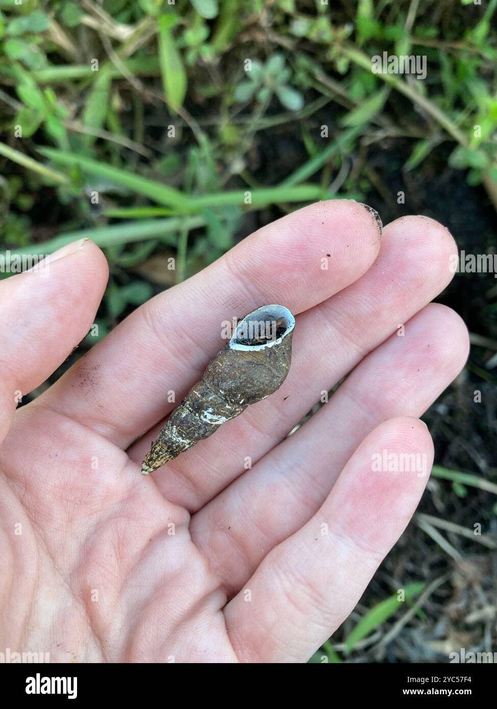 Red-rimmed Melania (Melanoides tuberculata) Mollusca Stock Photo - Alamy