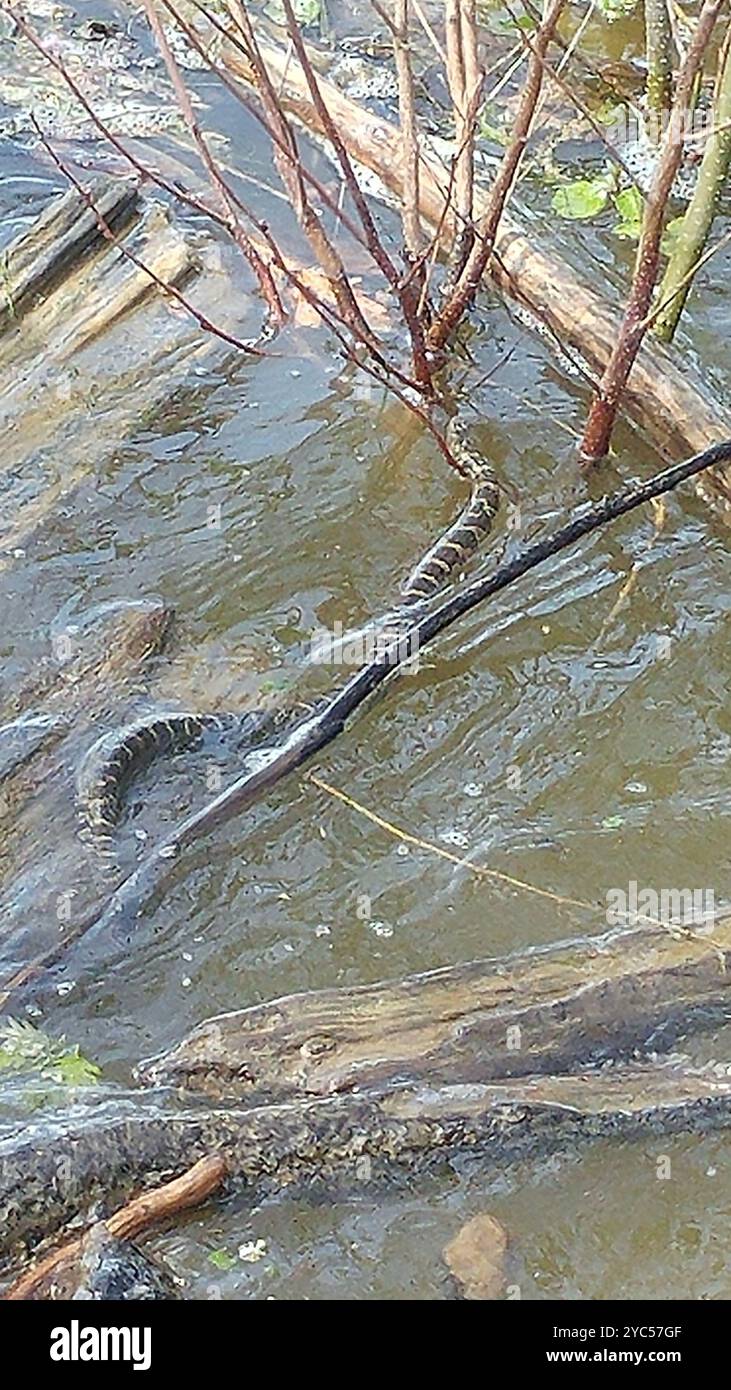 Northern Watersnake (Nerodia sipedon sipedon) Reptilia Stock Photo - Alamy