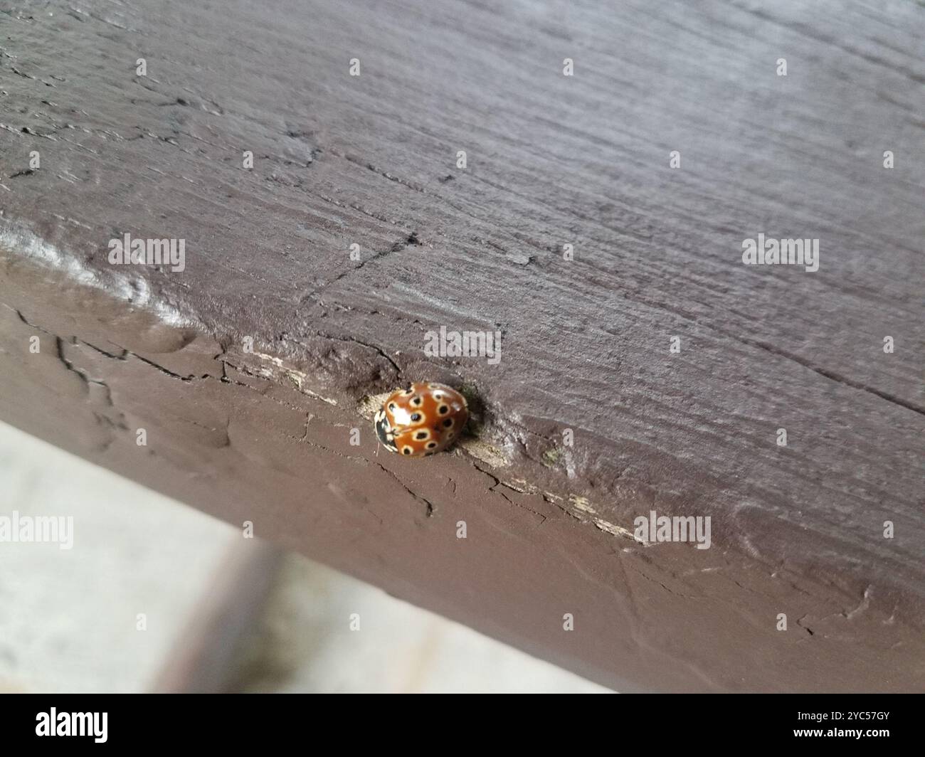 Eye-spotted Lady Beetle (Anatis mali) Insecta Stock Photo - Alamy