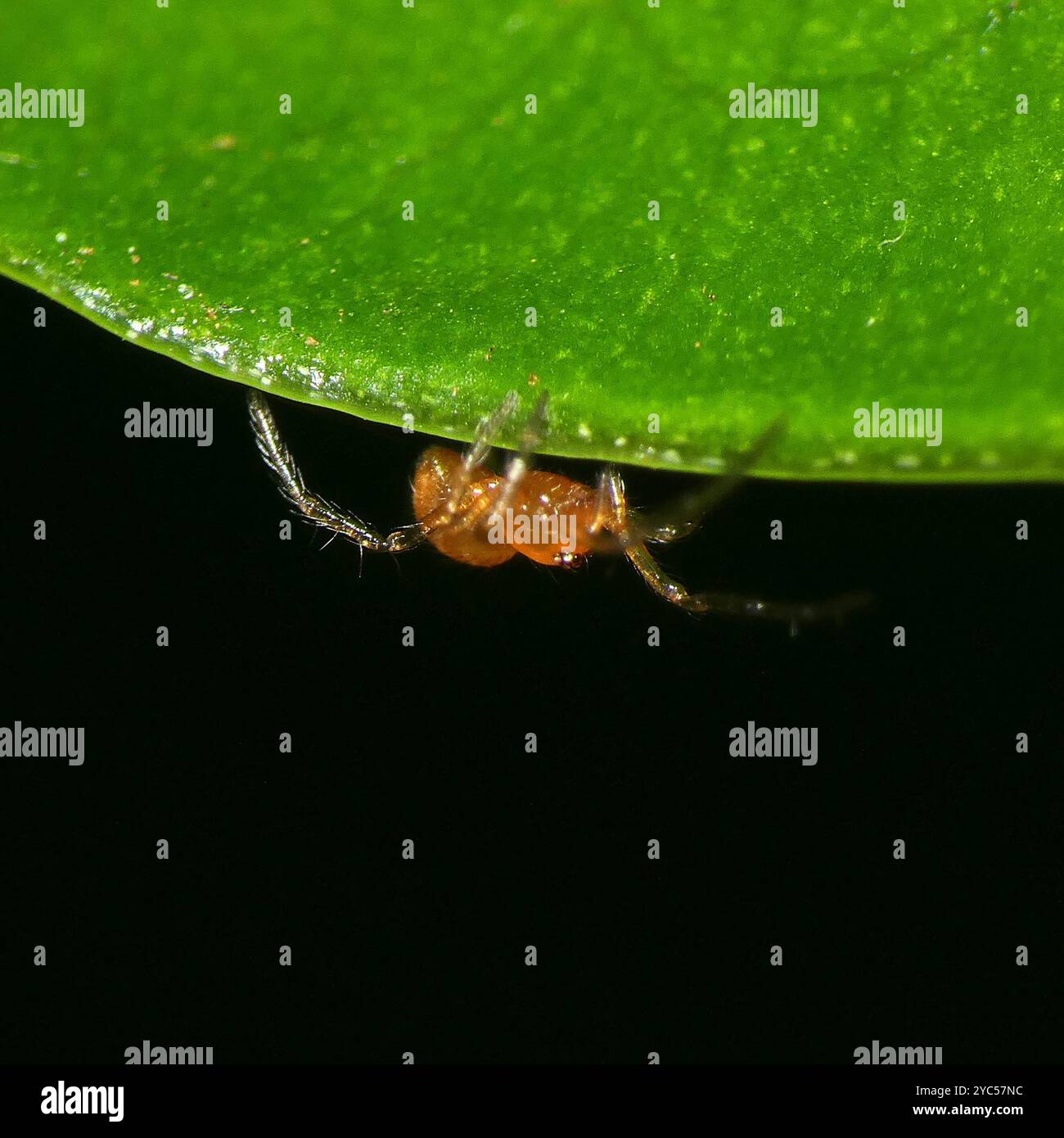 Comb-footed Spiders (Theridiidae) Arachnida Stock Photo - Alamy