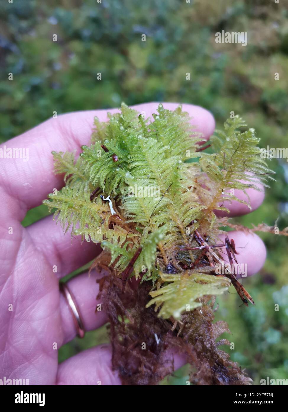 Ostrich-plume Moss (Ptilium crista-castrensis) Plantae Stock Photo - Alamy
