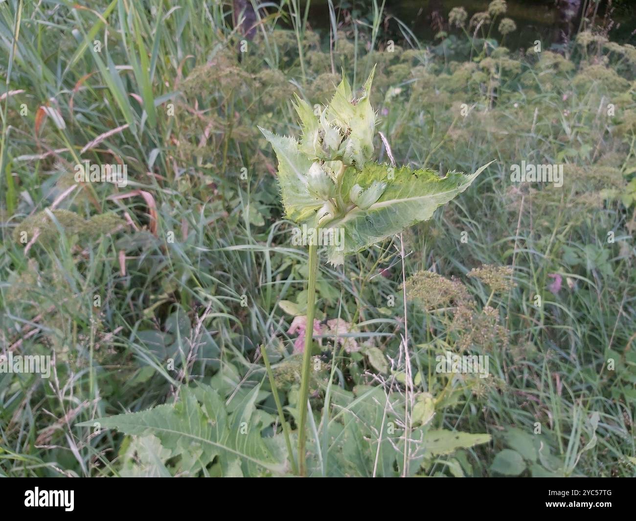Cabbage Thistle (Cirsium oleraceum) Plantae Stock Photo - Alamy