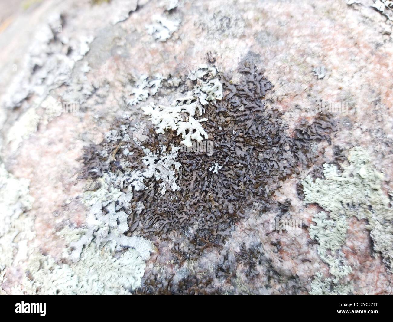Stygian Black-parmelia (Melanelia stygia) Fungi Stock Photo - Alamy