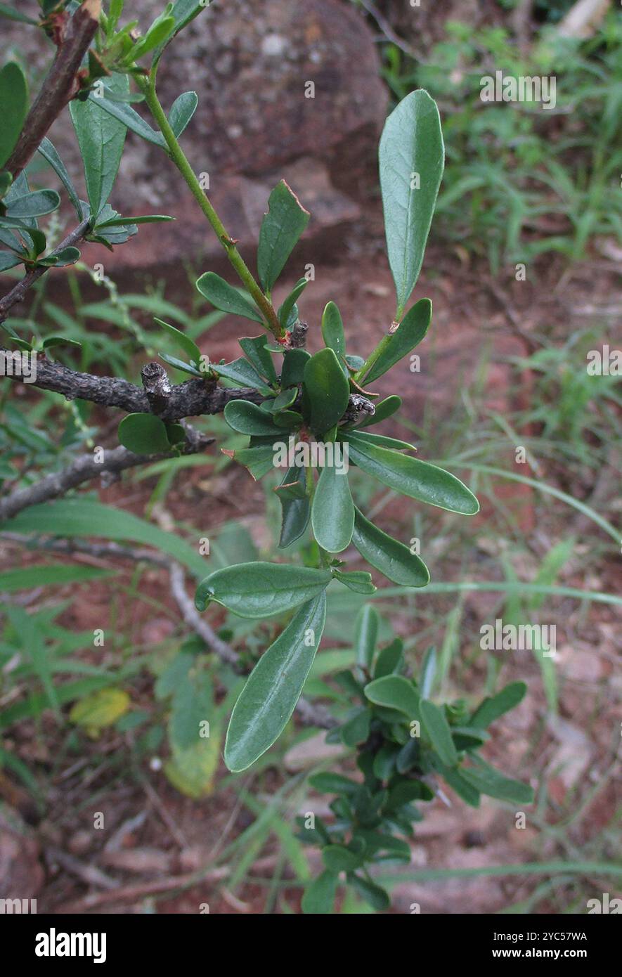 Small Honeysuckle Bush (Turraea obtusifolia) Plantae Stock Photo - Alamy