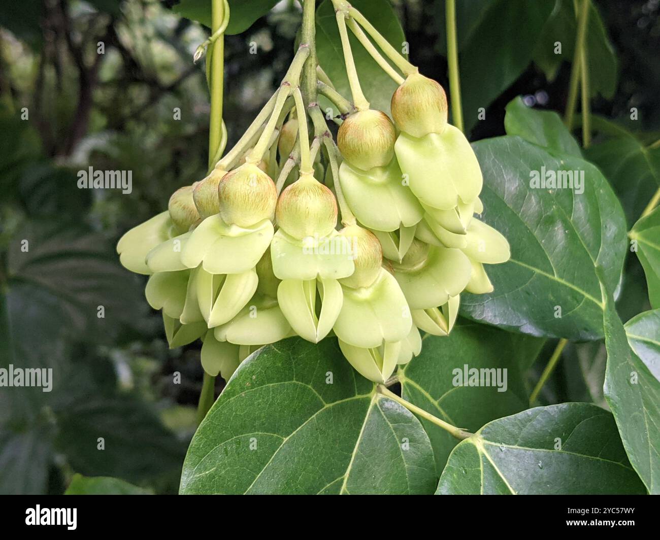 Burny Bean (Mucuna gigantea) Plantae Stock Photo - Alamy