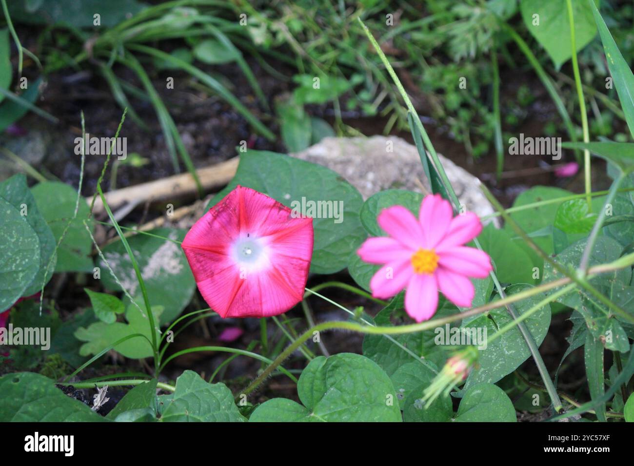 common morning-glory (Ipomoea purpurea) Plantae Stock Photo - Alamy
