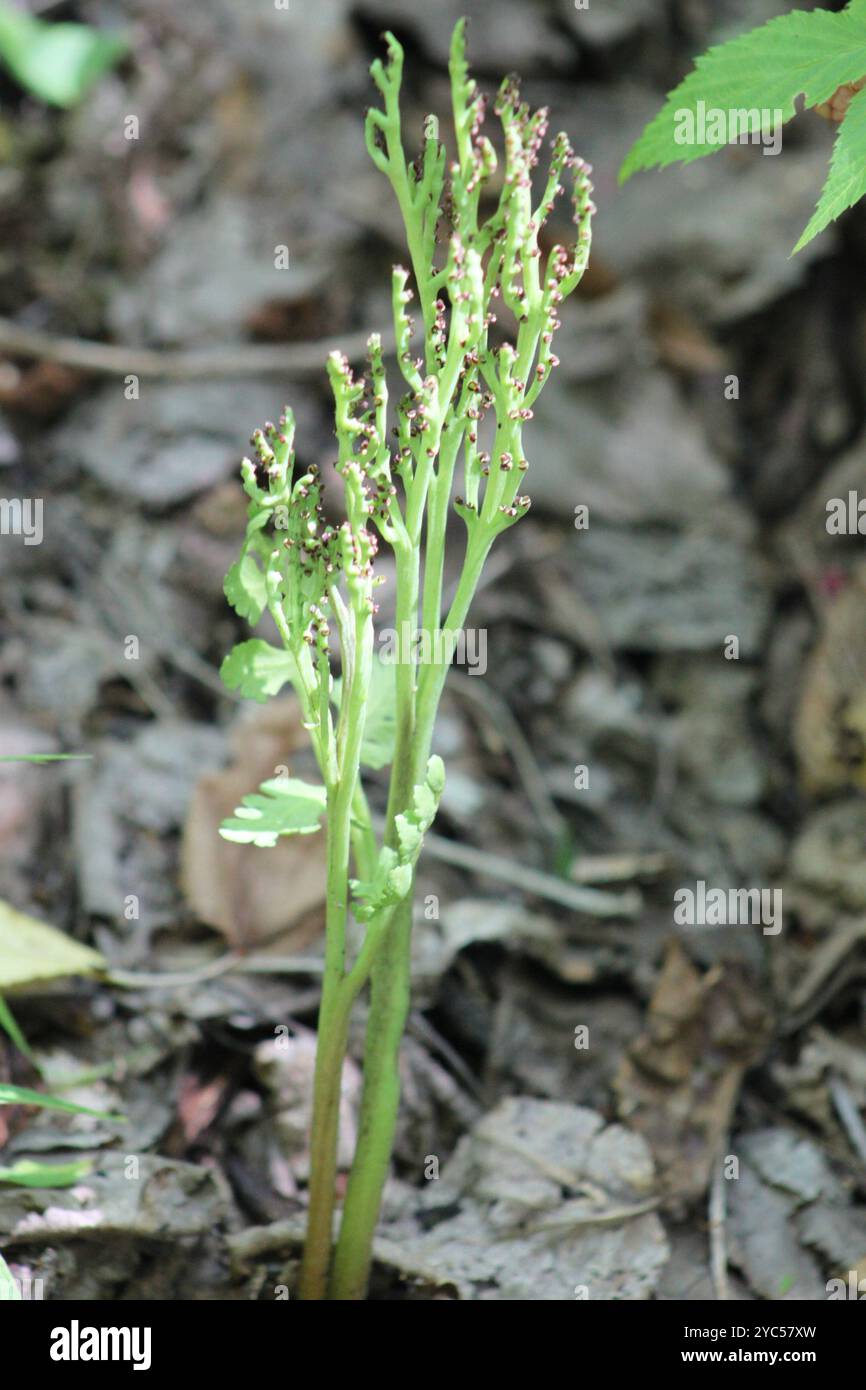 matricary grapefern (Botrychium matricariifolium) Plantae Stock Photo ...