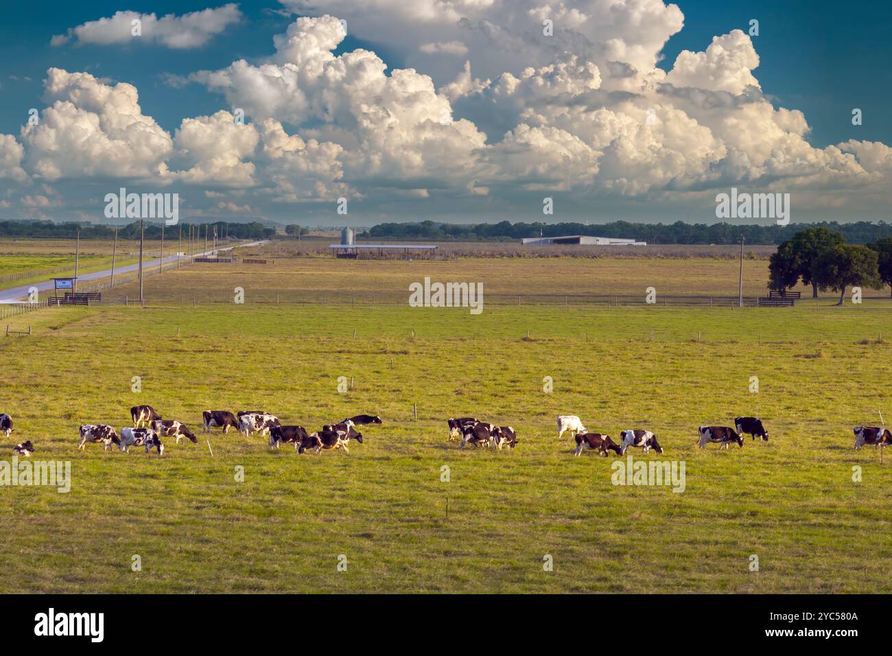 Cattle grazing on farmland pasture. Production of organic dairy ...