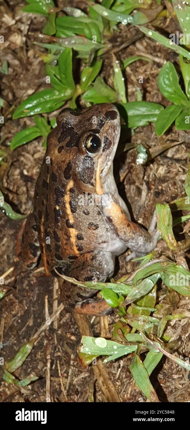 Salmini hi-res stock photography and images - Alamy