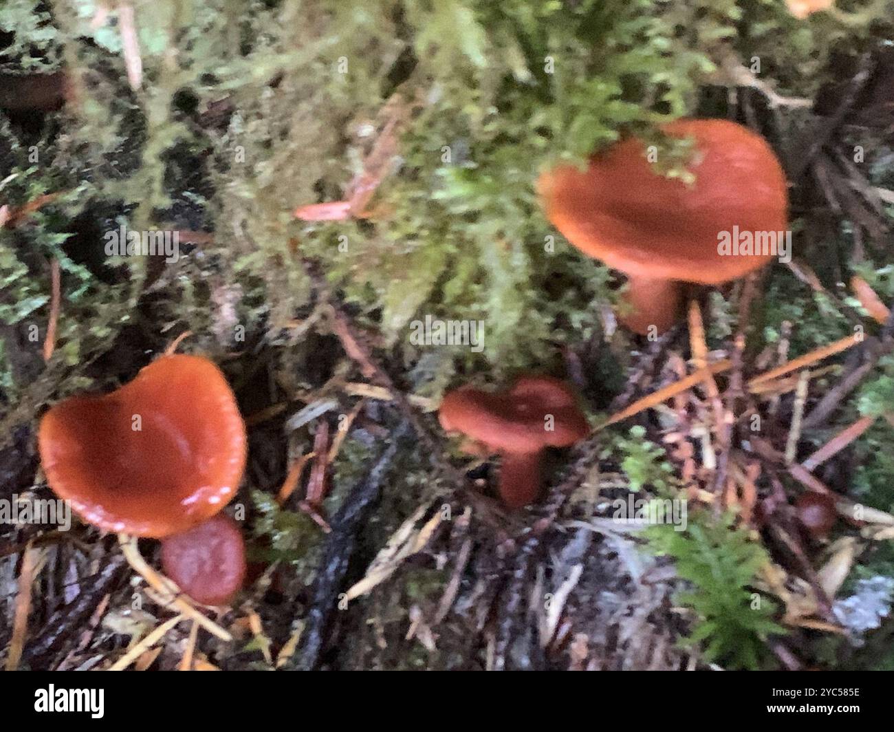 Candy Cap (Lactarius rubidus) Fungi Stock Photo - Alamy