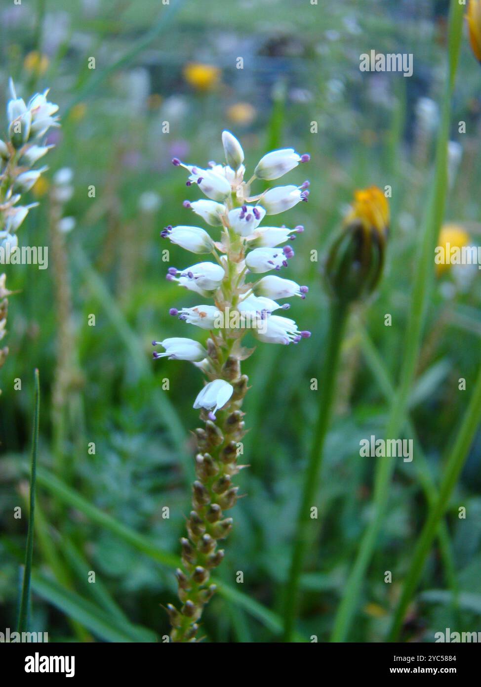 alpine bistort (Bistorta vivipara) Plantae Stock Photo - Alamy