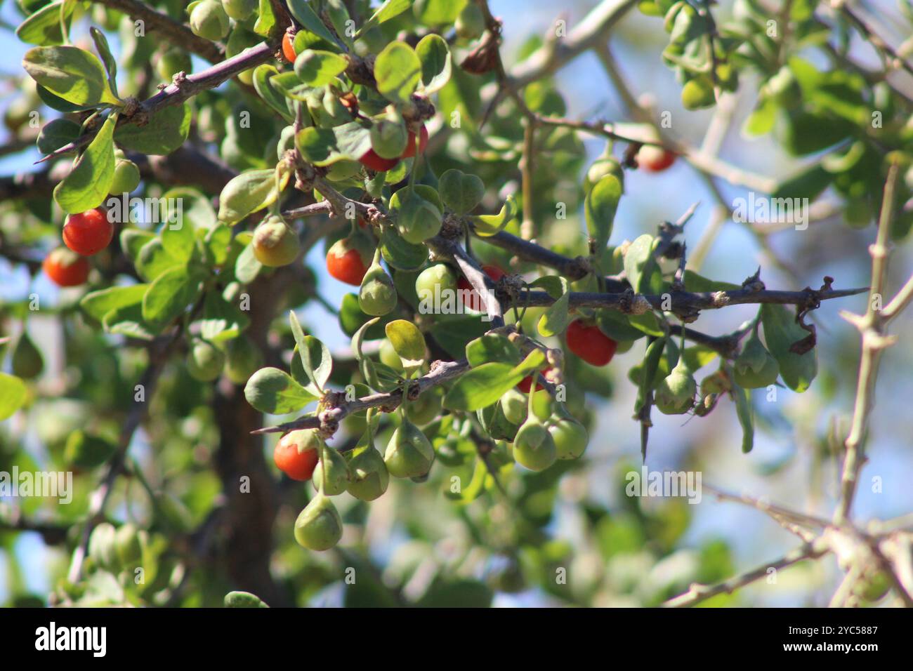 African boxthorn (Lycium ferocissimum) Plantae Stock Photo - Alamy