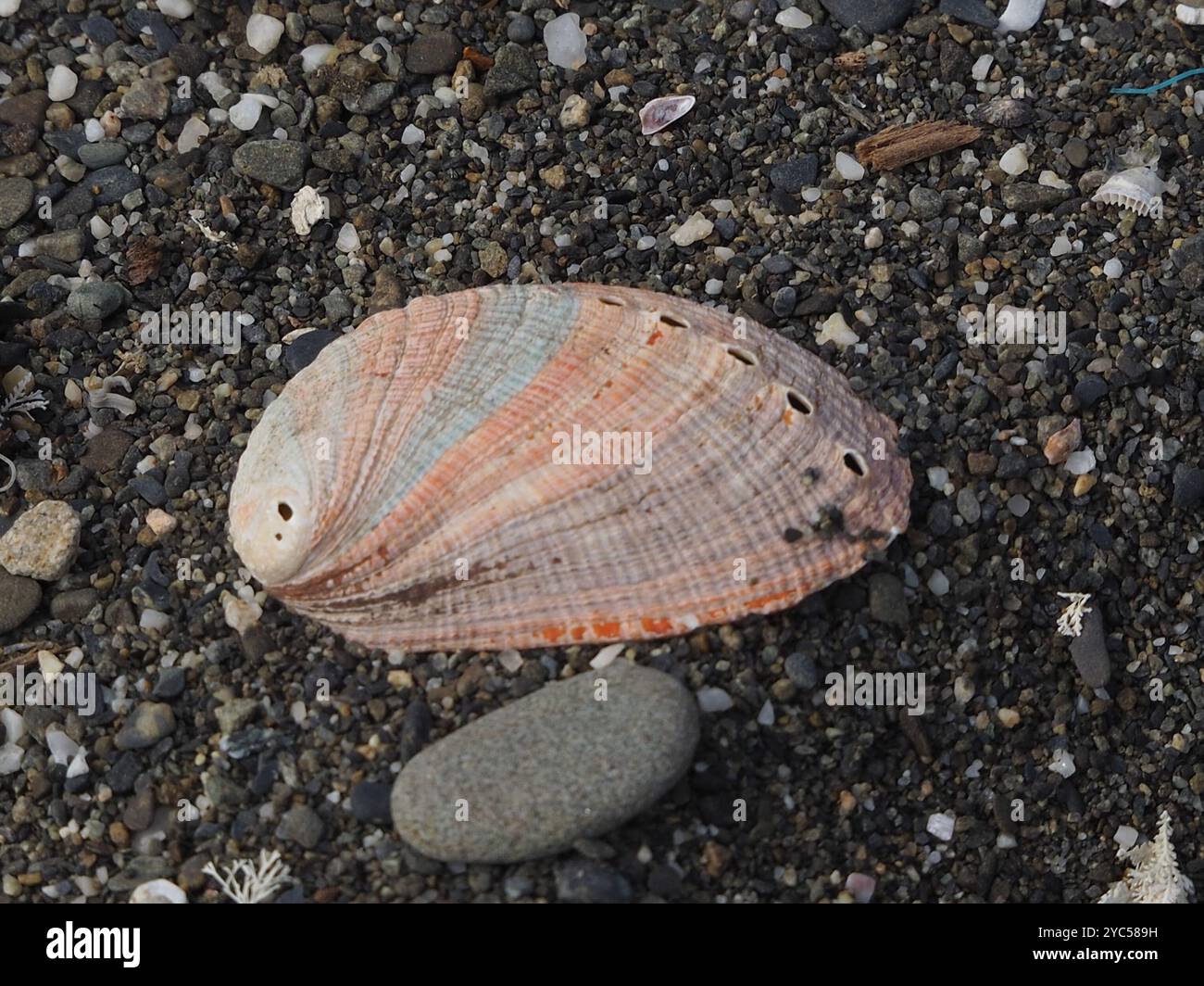 Many-coloured Abalone (Haliotis diversicolor) Mollusca Stock Photo - Alamy