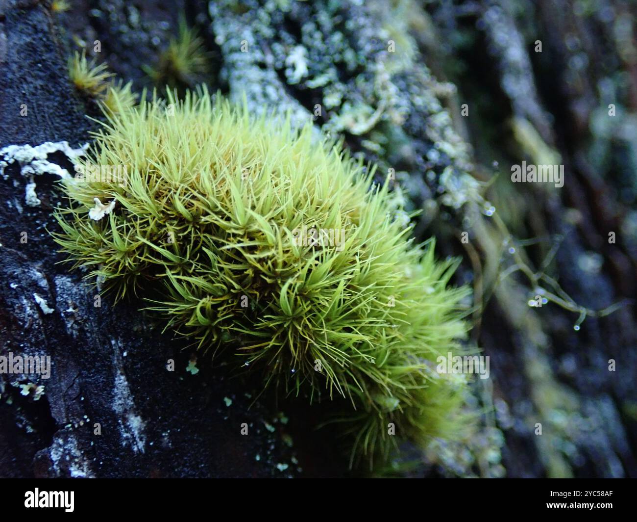 Fragile Fork-moss (Dicranum tauricum) Plantae Stock Photo - Alamy