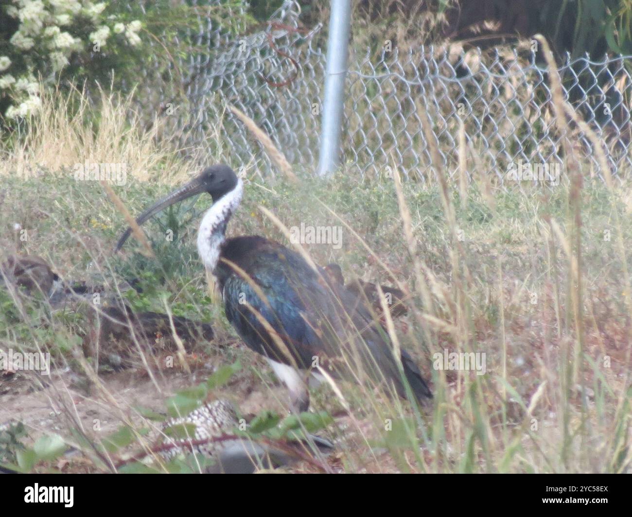 Straw-necked Ibis (Threskiornis spinicollis) Aves Stock Photo - Alamy