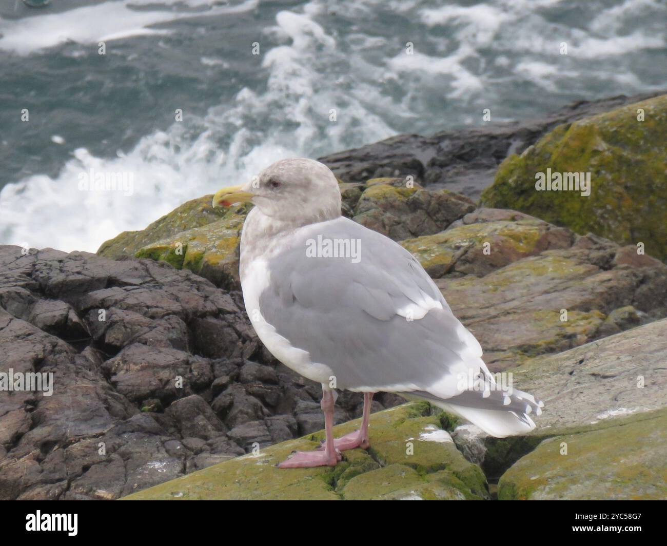 Olympic Gull (Larus glaucescens × occidentalis) Aves Stock Photo - Alamy