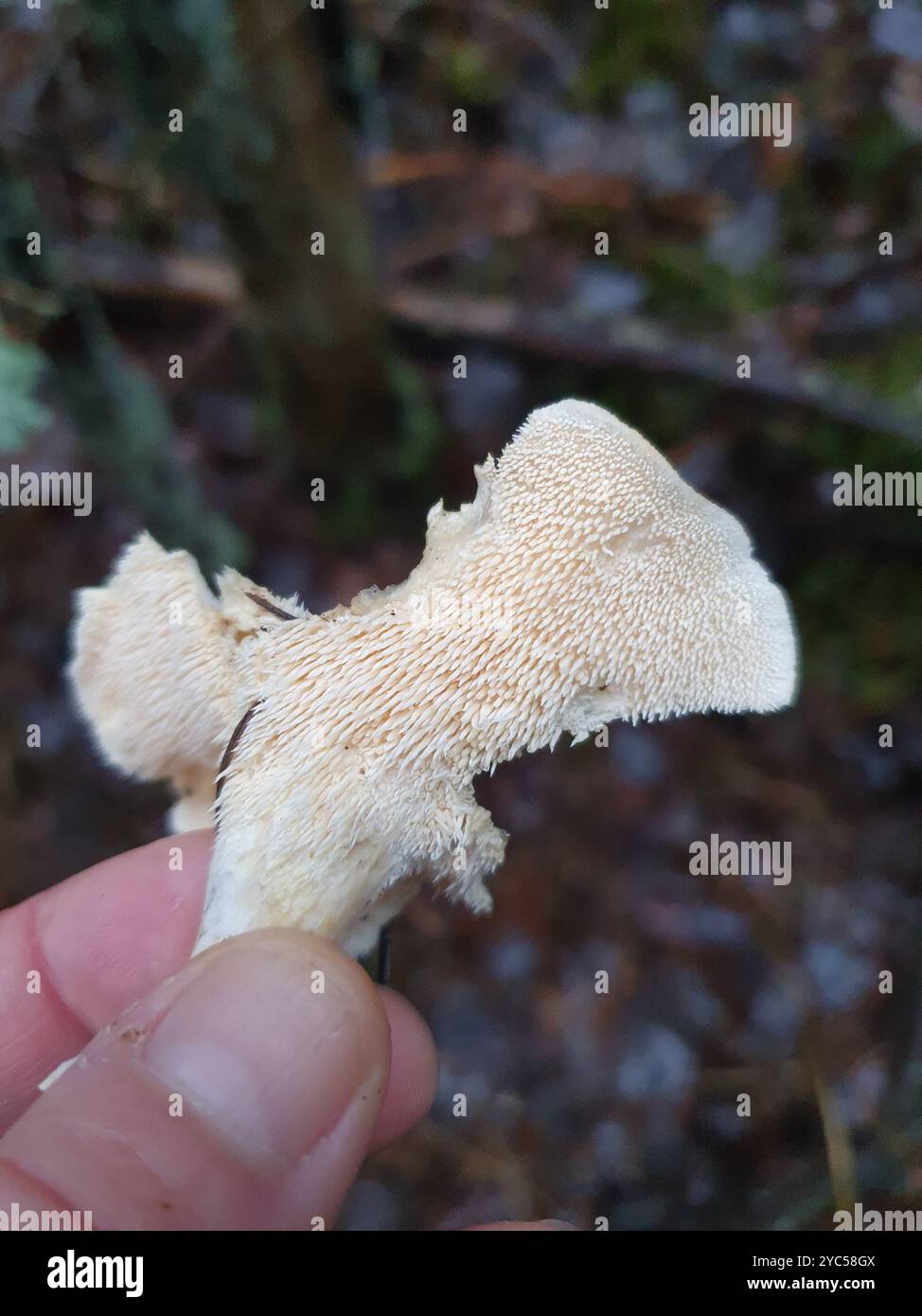 Wood Hedgehog (Hydnum repandum) Fungi Stock Photo - Alamy