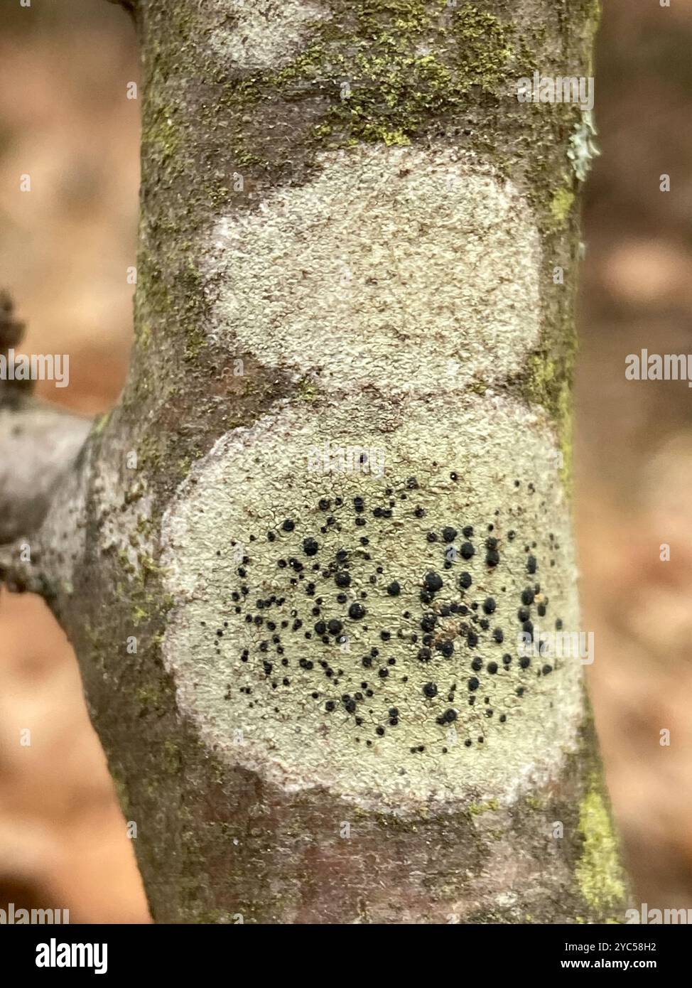 common lichens (Lecanoromycetes) Fungi Stock Photo - Alamy