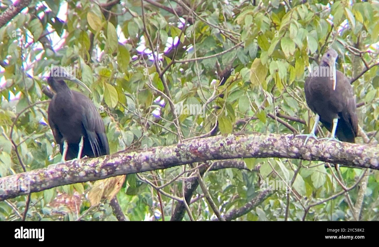 Green Ibis (Mesembrinibis cayennensis) Aves Stock Photo - Alamy