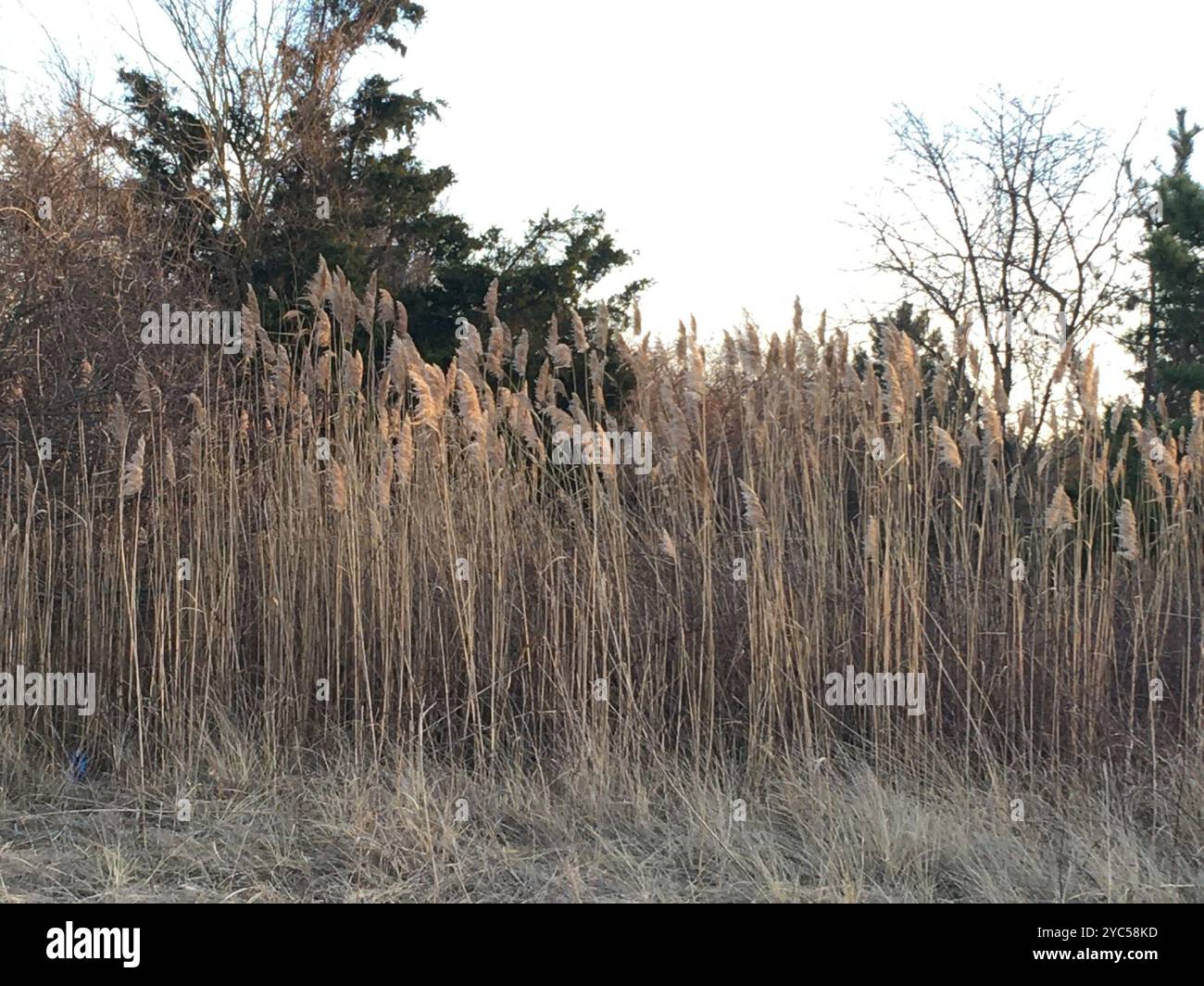 common reed (Phragmites australis) Plantae Stock Photo - Alamy