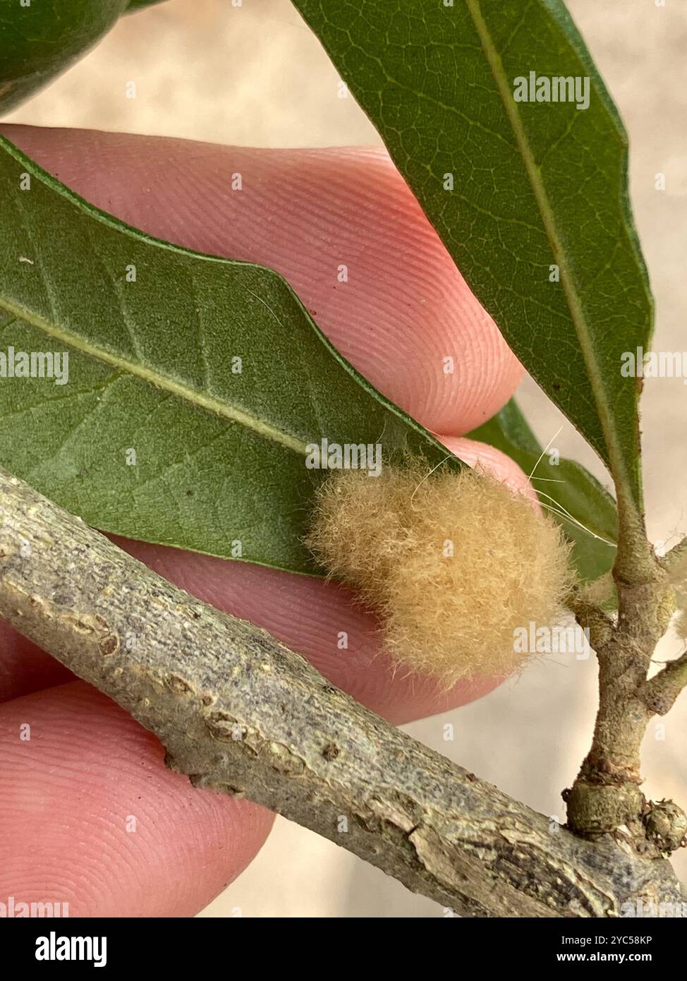 Wool-bearing Gall Wasp (Druon quercuslanigerum) Insecta Stock Photo - Alamy
