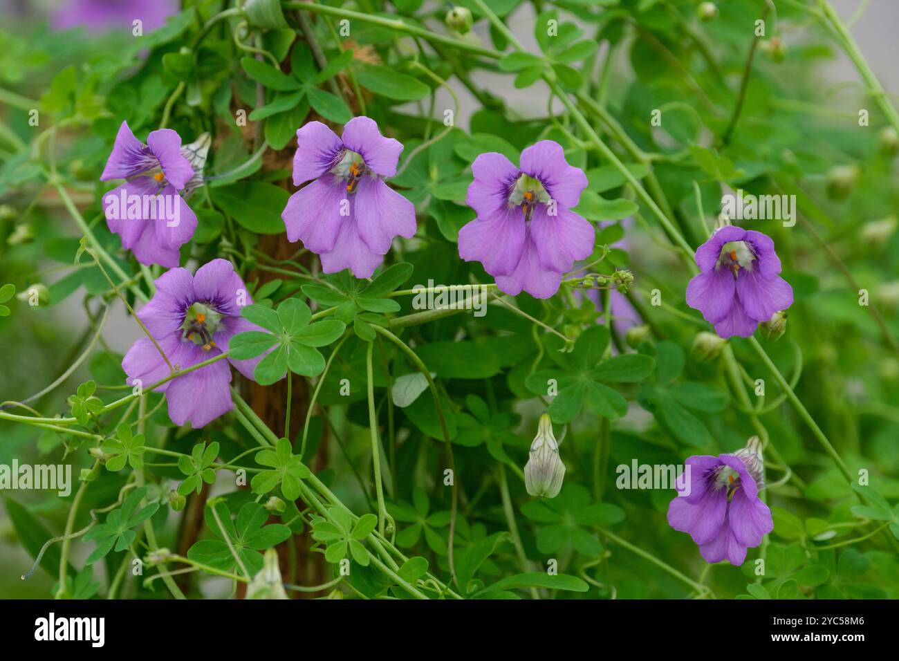 Tropaeolum hookerianum ssp. austropurpureum, purple flowers on slender ...
