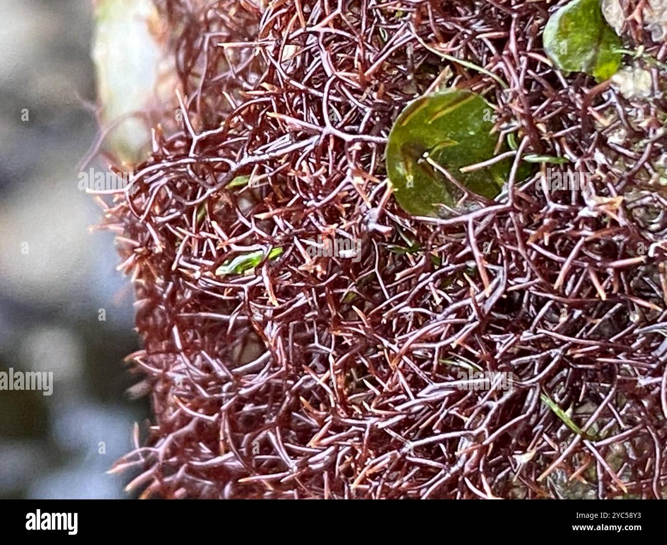red algae (Rhodophyta) Plantae Stock Photo - Alamy