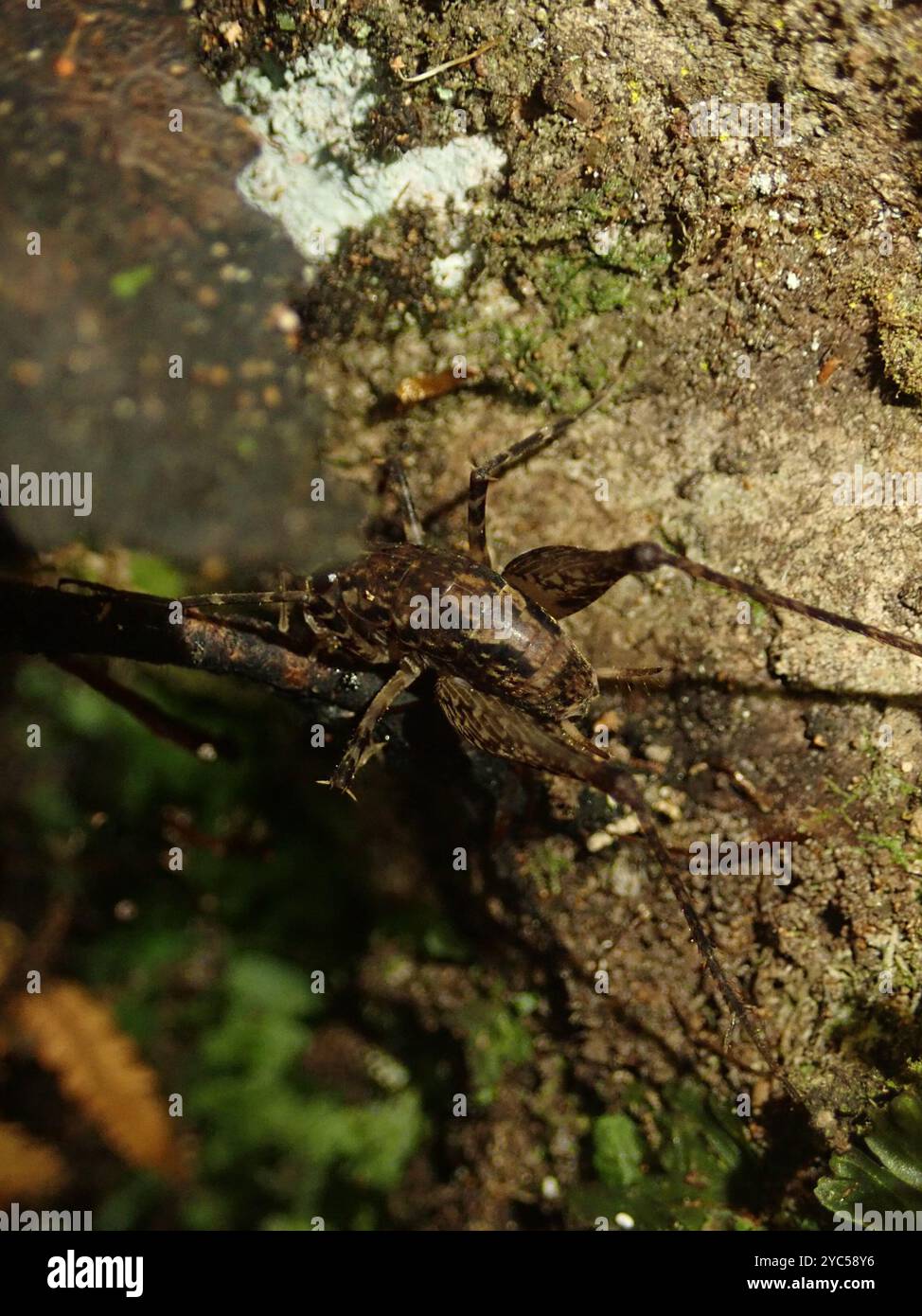 Camel Crickets, Cave Crickets, and Cave Wēta (Rhaphidophoridae) Insecta ...