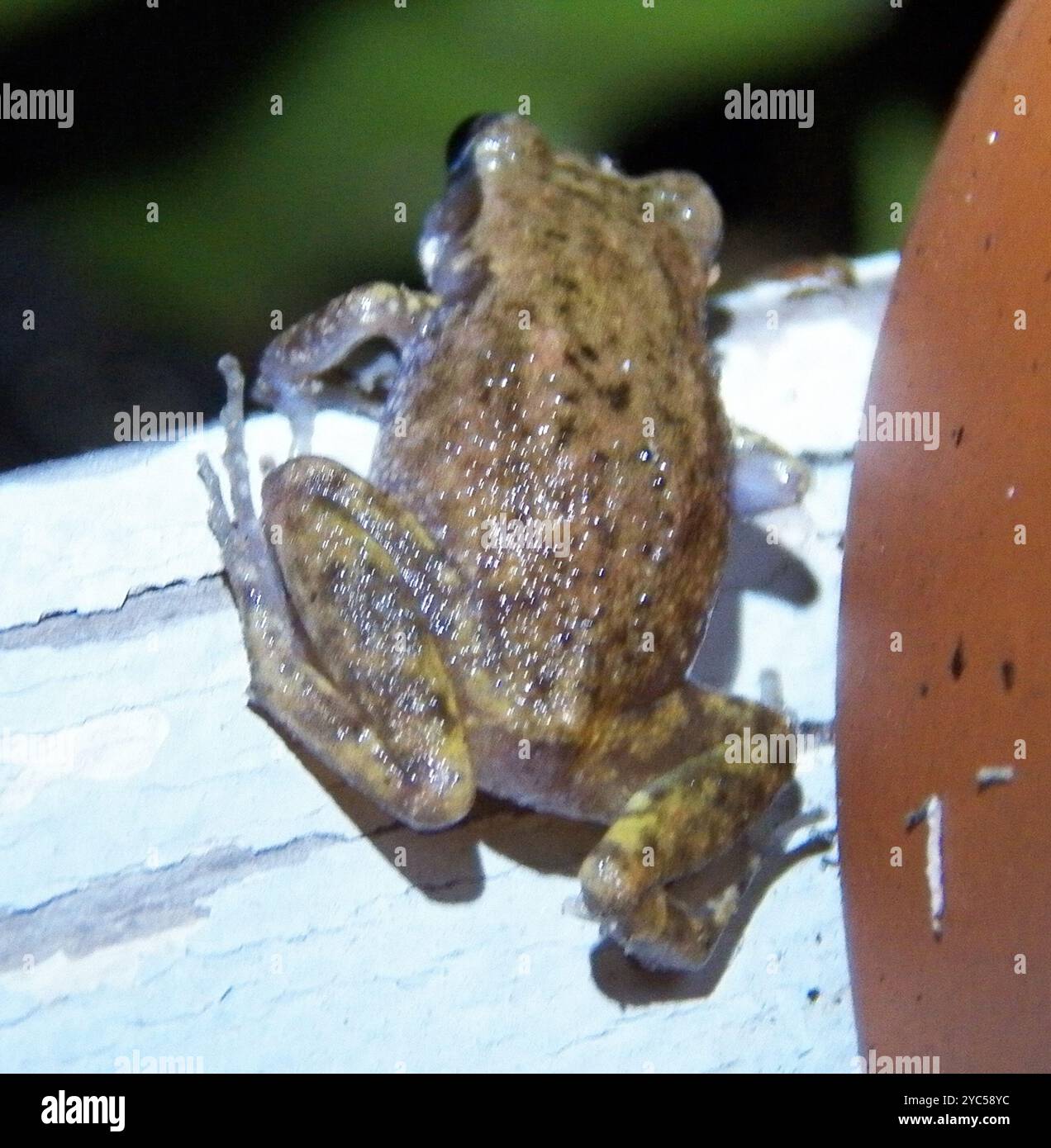 Rain Frogs (Eleutherodactylus) Amphibia Stock Photo - Alamy