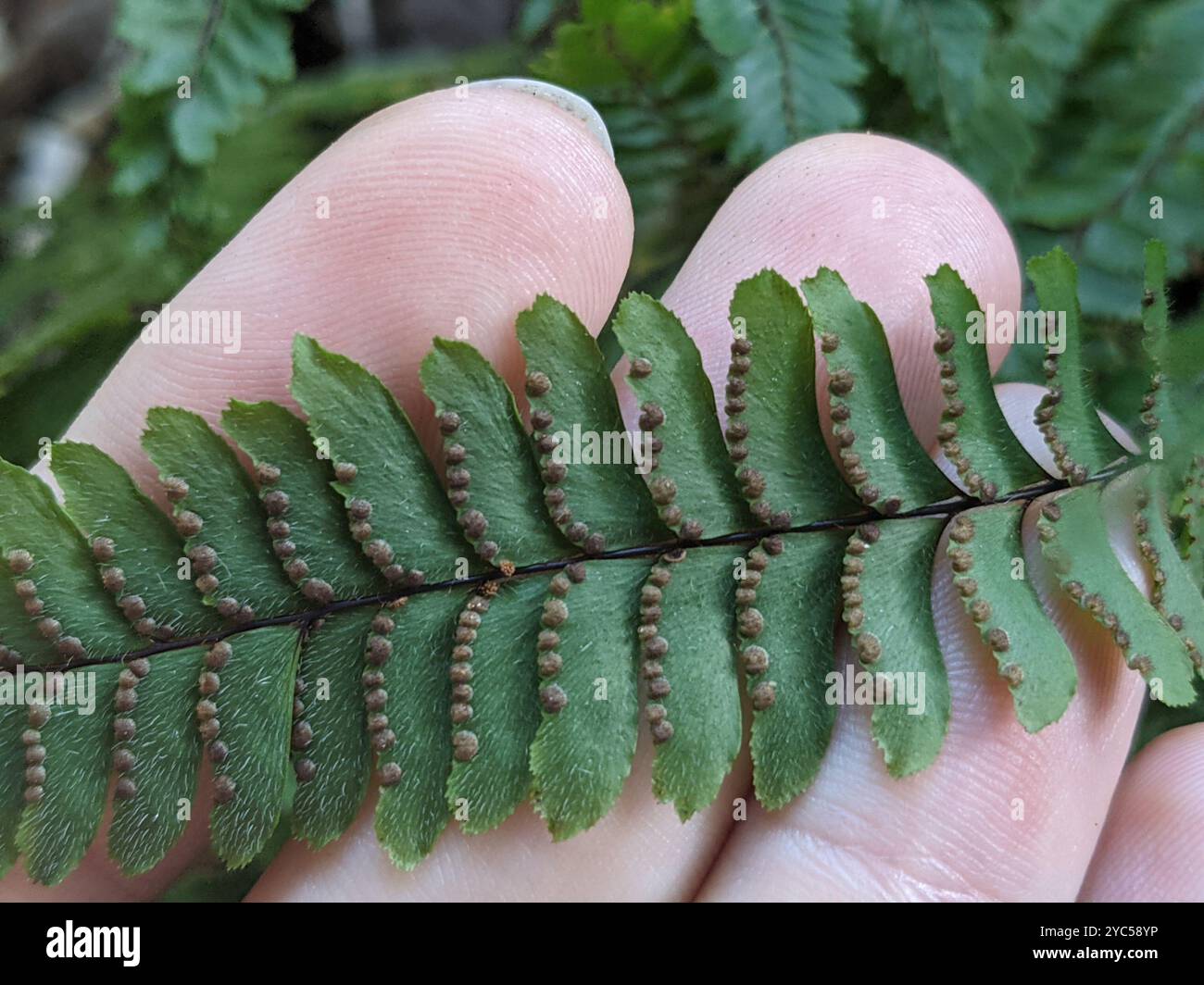 Rough Maidenhair Fern (Adiantum hispidulum) Plantae Stock Photo - Alamy