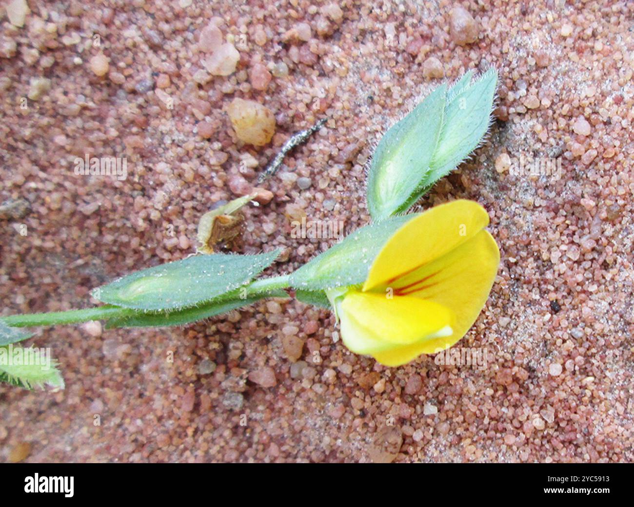 Caterpillar Beans (Zornia) Plantae Stock Photo - Alamy