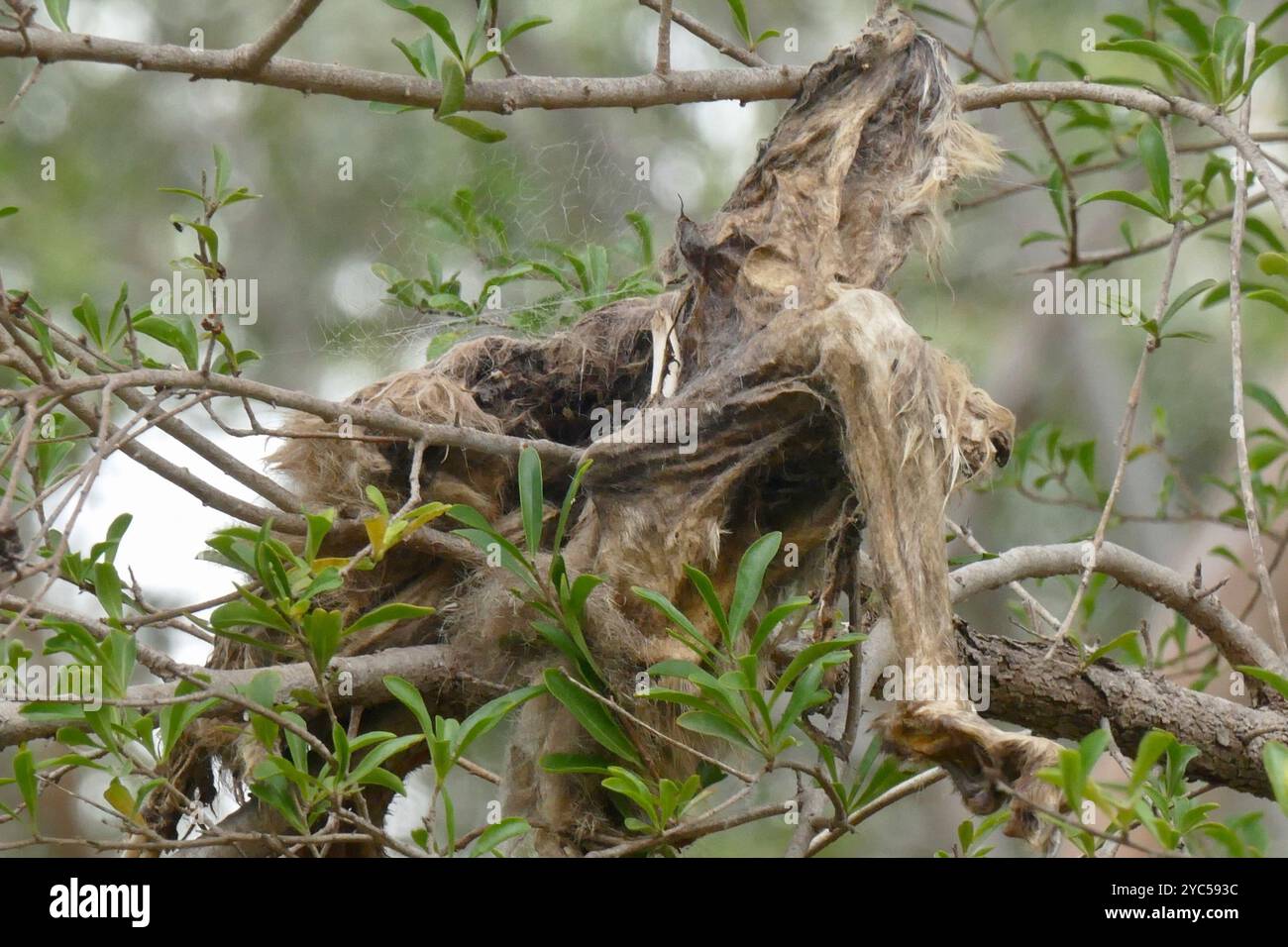 Mammals (Mammalia) Mammalia Stock Photo - Alamy
