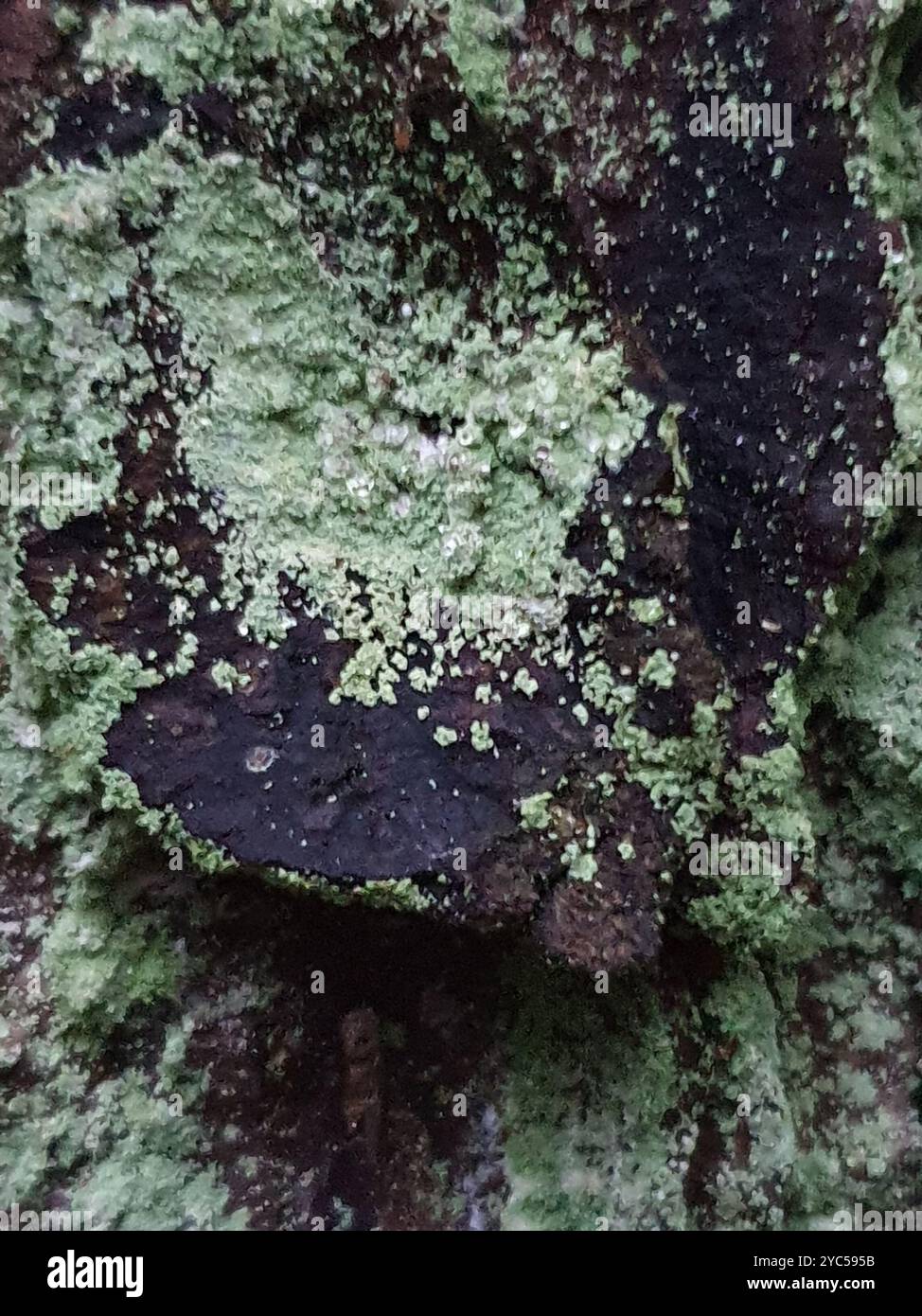 Common Dust Lichen (Lepraria incana) Fungi Stock Photo - Alamy