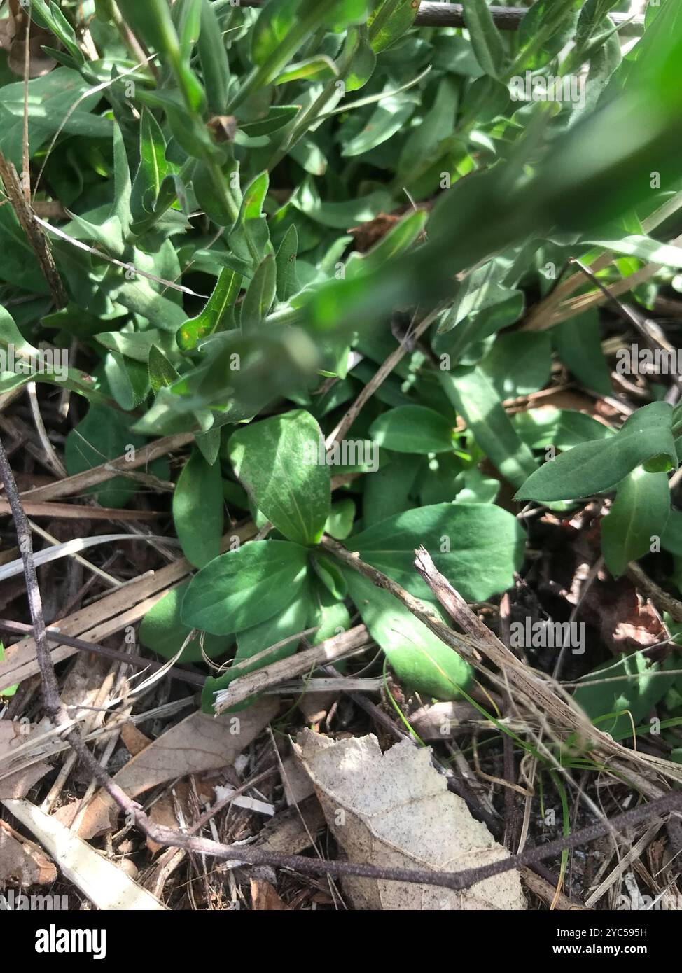Scaleleaf Aster (Symphyotrichum adnatum) Plantae Stock Photo - Alamy