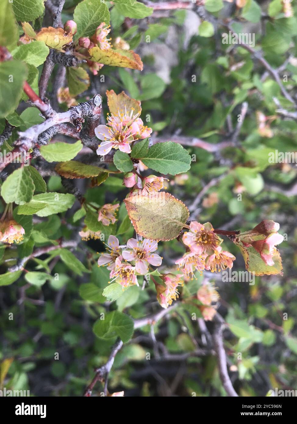 Desert Apricot (Prunus fremontii) Plantae Stock Photo - Alamy