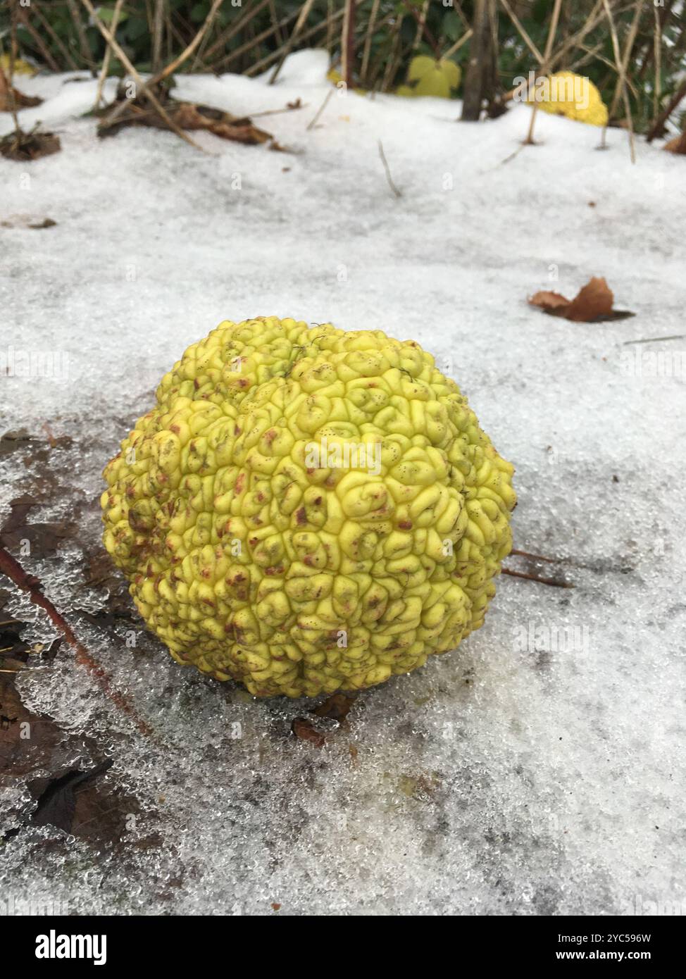Osage-orange (Maclura pomifera) Plantae Stock Photo - Alamy