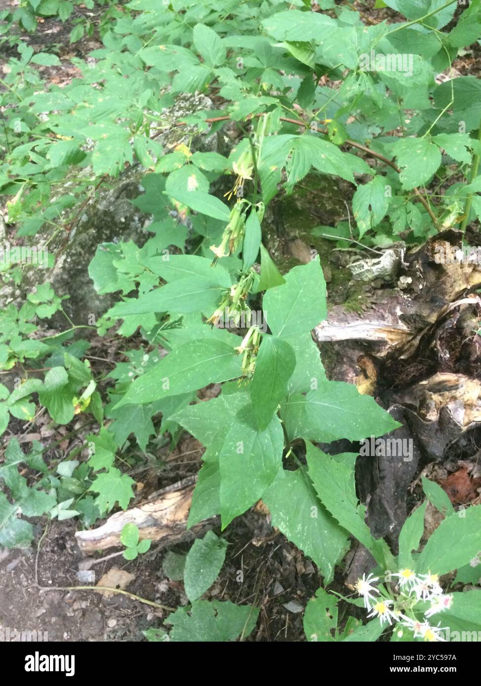tall rattlesnake root (Nabalus altissimus) Plantae Stock Photo - Alamy