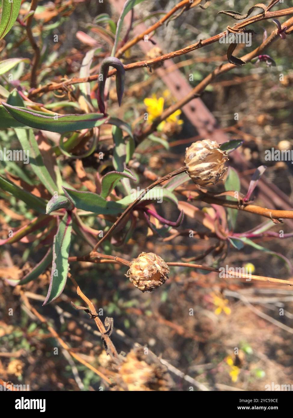Oregon Gumplant (Grindelia stricta) Plantae Stock Photo - Alamy