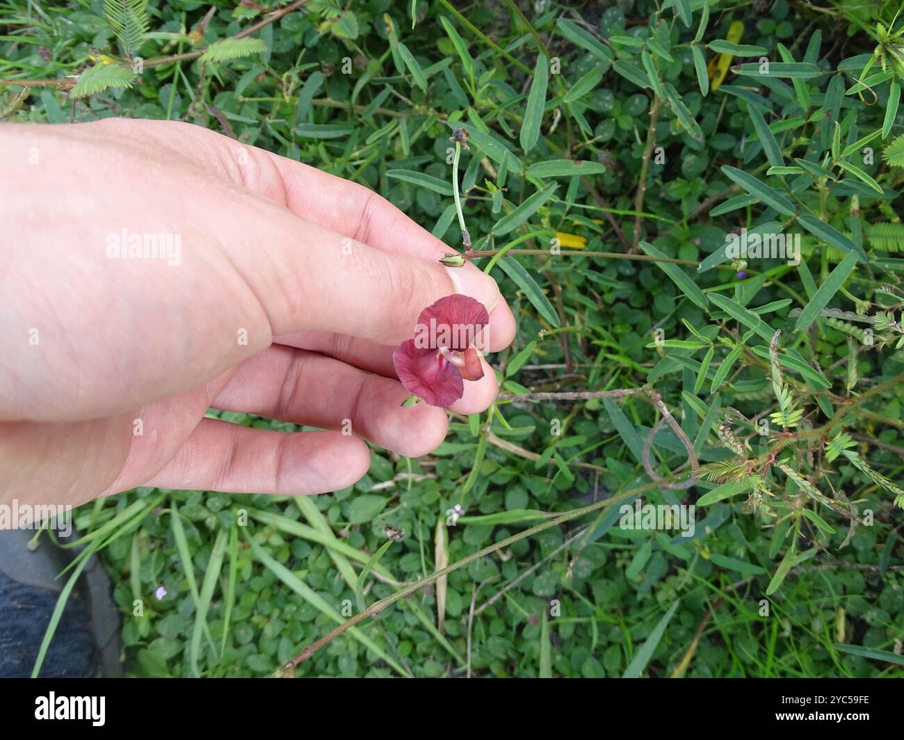 Phasey Bean (Macroptilium lathyroides) Plantae Stock Photo - Alamy