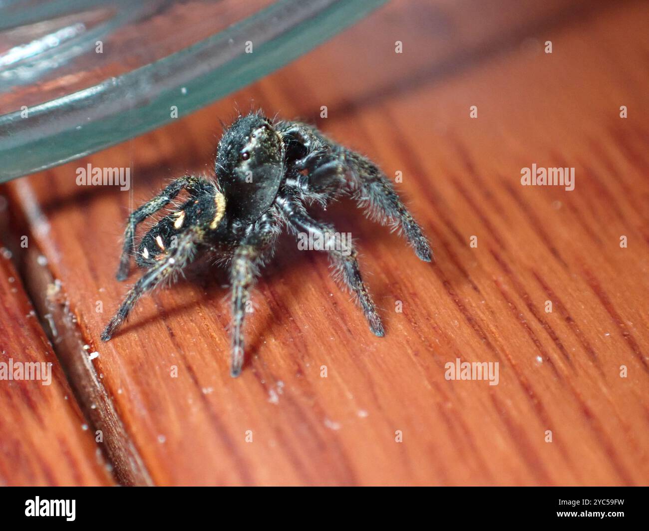 Johnson's Jumping Spider (Phidippus johnsoni) Arachnida Stock Photo - Alamy