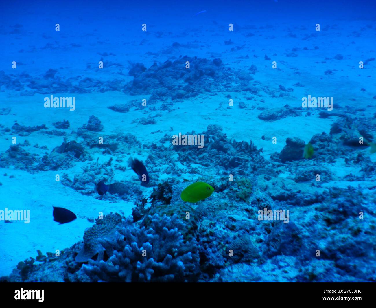 Herald's Angelfish (Centropyge heraldi) Actinopterygii Stock Photo - Alamy