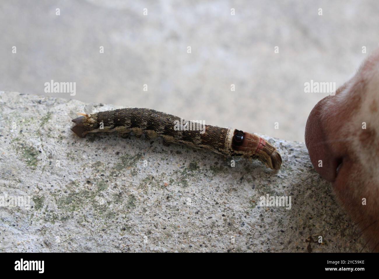Alope Sphinx (Erinnyis alope) Insecta Stock Photo - Alamy