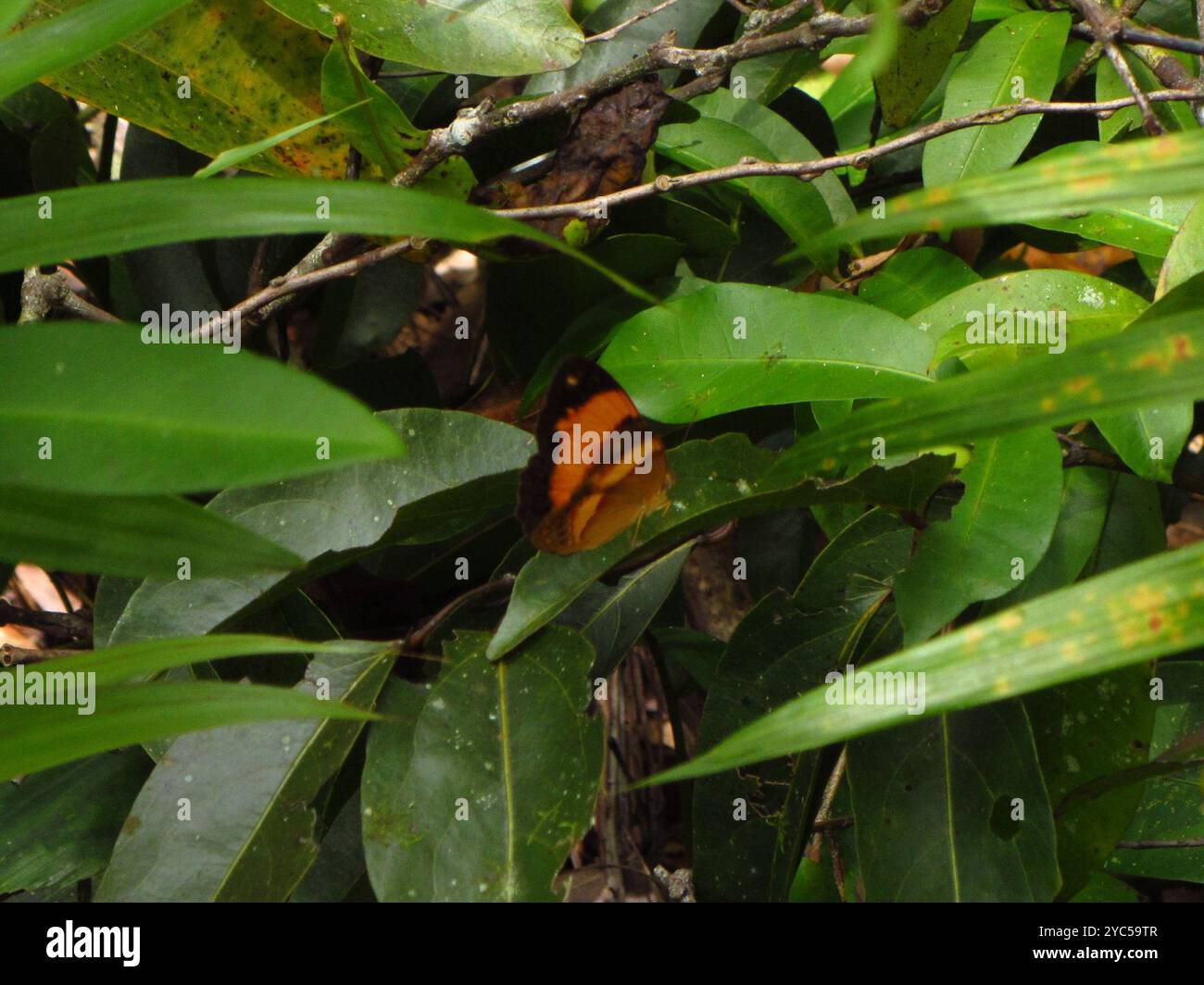 Cupha prosope hi-res stock photography and images - Alamy