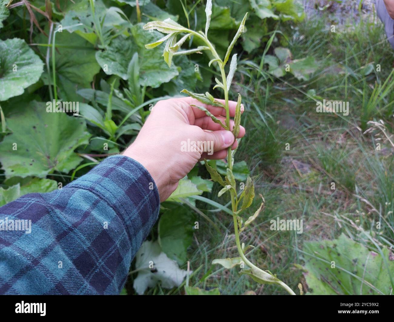 thistle rust (Puccinia suaveolens) Fungi Stock Photo - Alamy